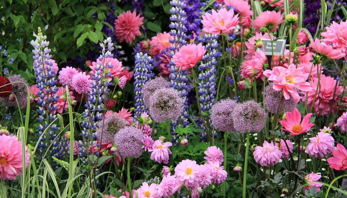 The Most Prestigious Flower Show | Blog | Slide or Fold