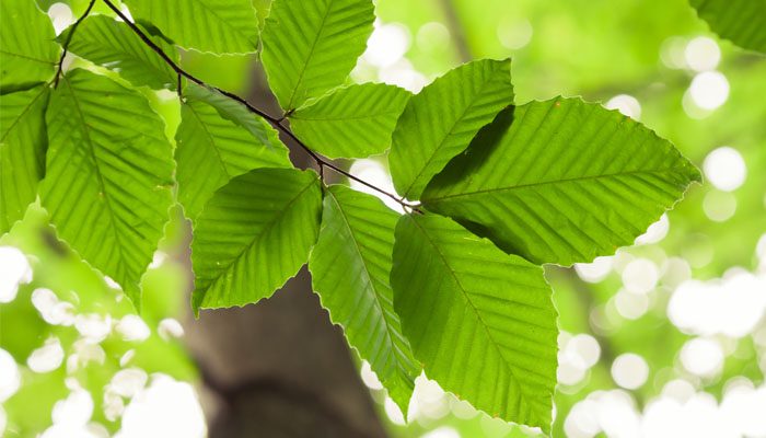 The British Garden: Trees | Home